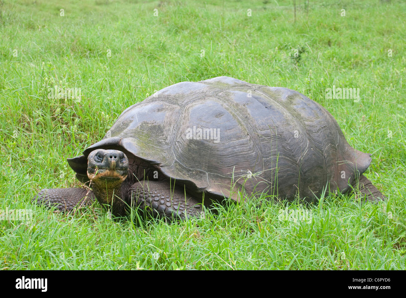 Dome shelled galapagos tortoises hi-res stock photography and images ...
