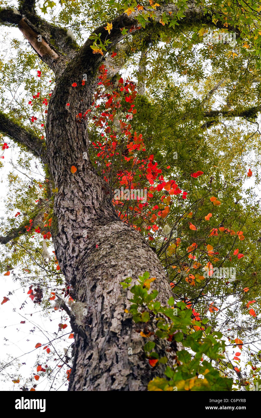 Tree twisted curved bark hi-res stock photography and images - Alamy