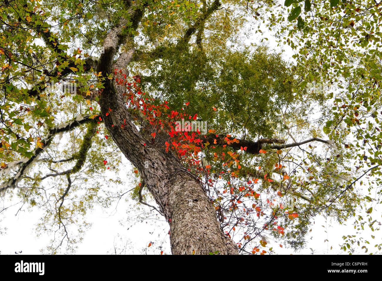 A tree twists and turns upward towards a overcast cloudy sky at the ...