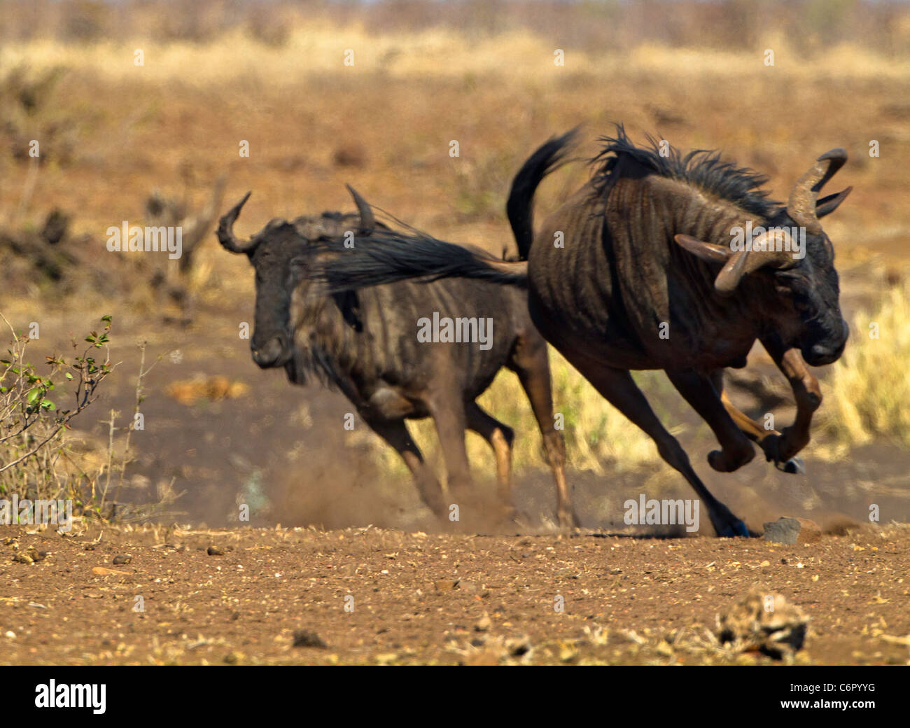 blue wildebeest running Stock Photo - Alamy