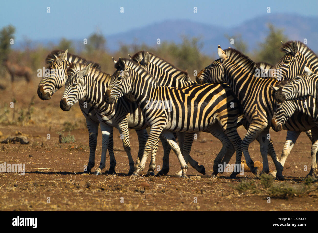 zebra herd interaction Stock Photo - Alamy