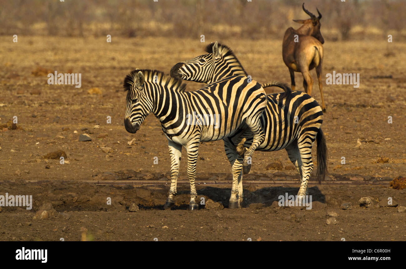 Kicking zebra hi-res stock photography and images - Alamy