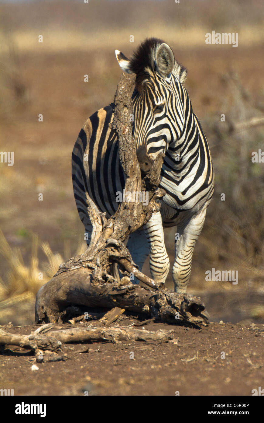 zebra rubbing against tree stump Stock Photo - Alamy