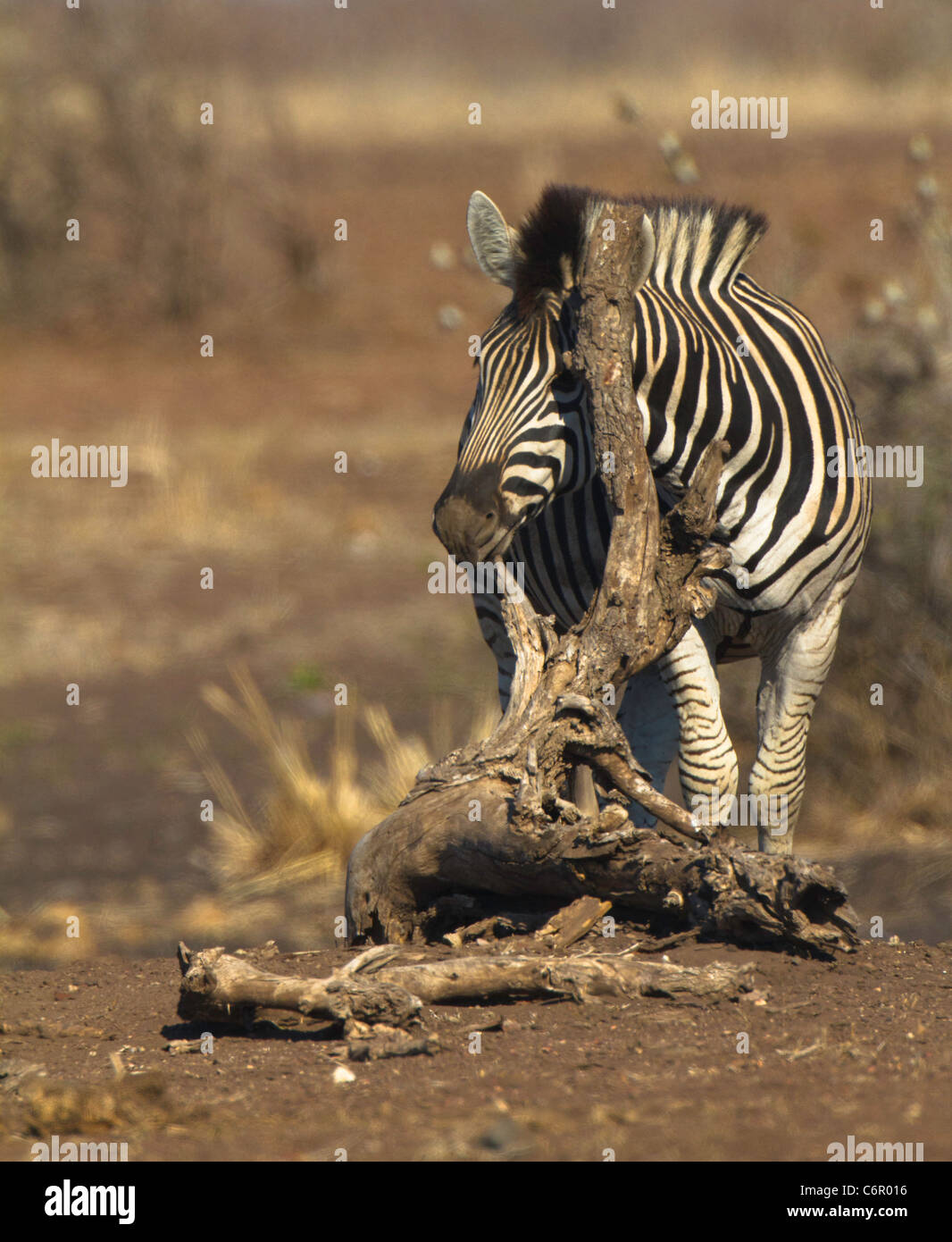 zebra rubbing against tree stump Stock Photo - Alamy