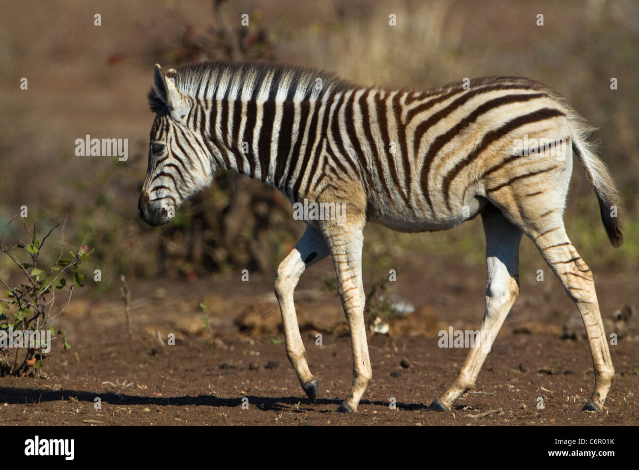 zebra young walking Stock Photo - Alamy