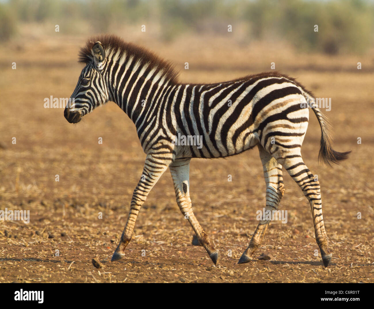 zebra young walking Stock Photo - Alamy