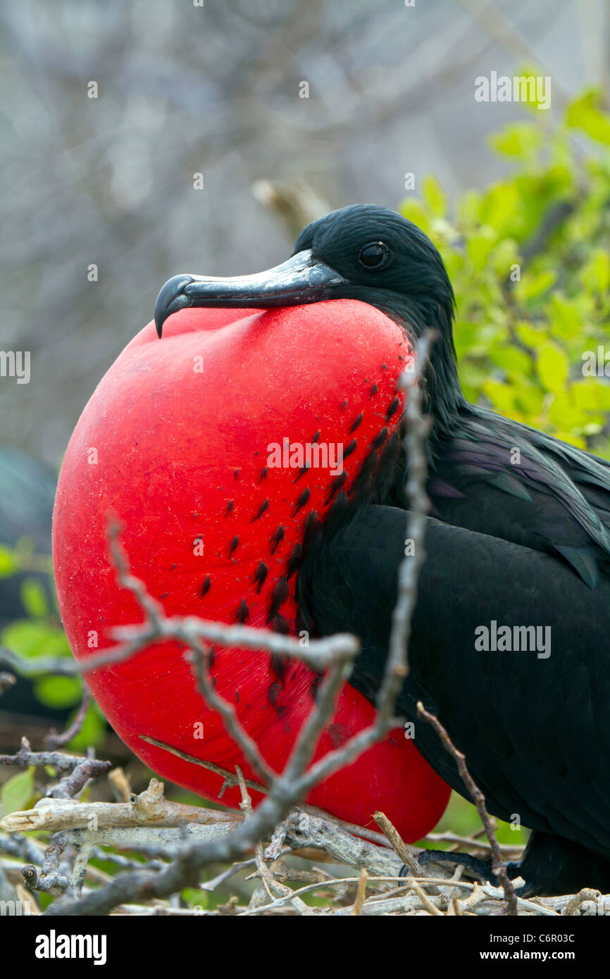 Male Magnificent Frigatebird (Fregata magnificens) displaying his red ...
