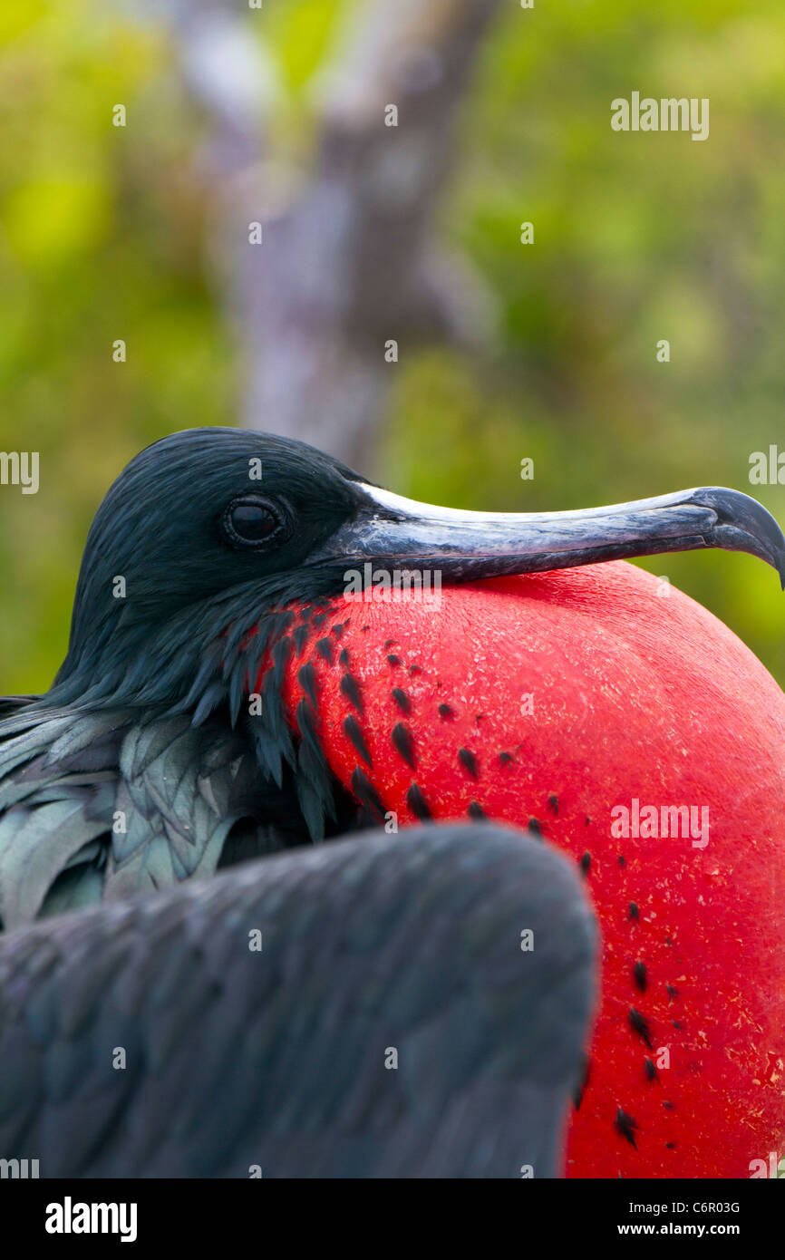 Frigate bird hi-res stock photography and images - Alamy