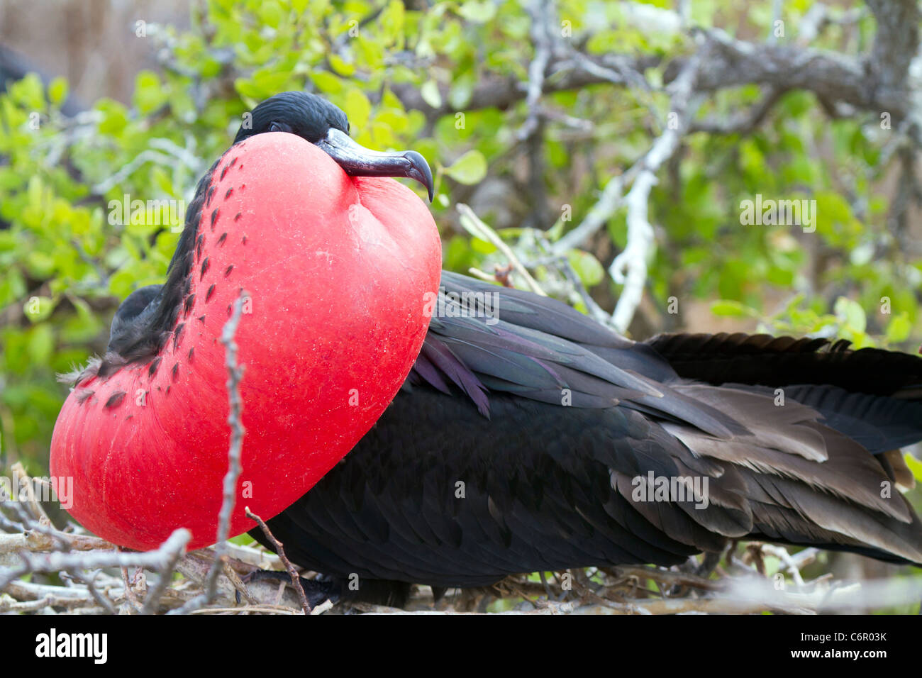 Male Magnificent Frigatebird (Fregata magnificens) displaying his red ...
