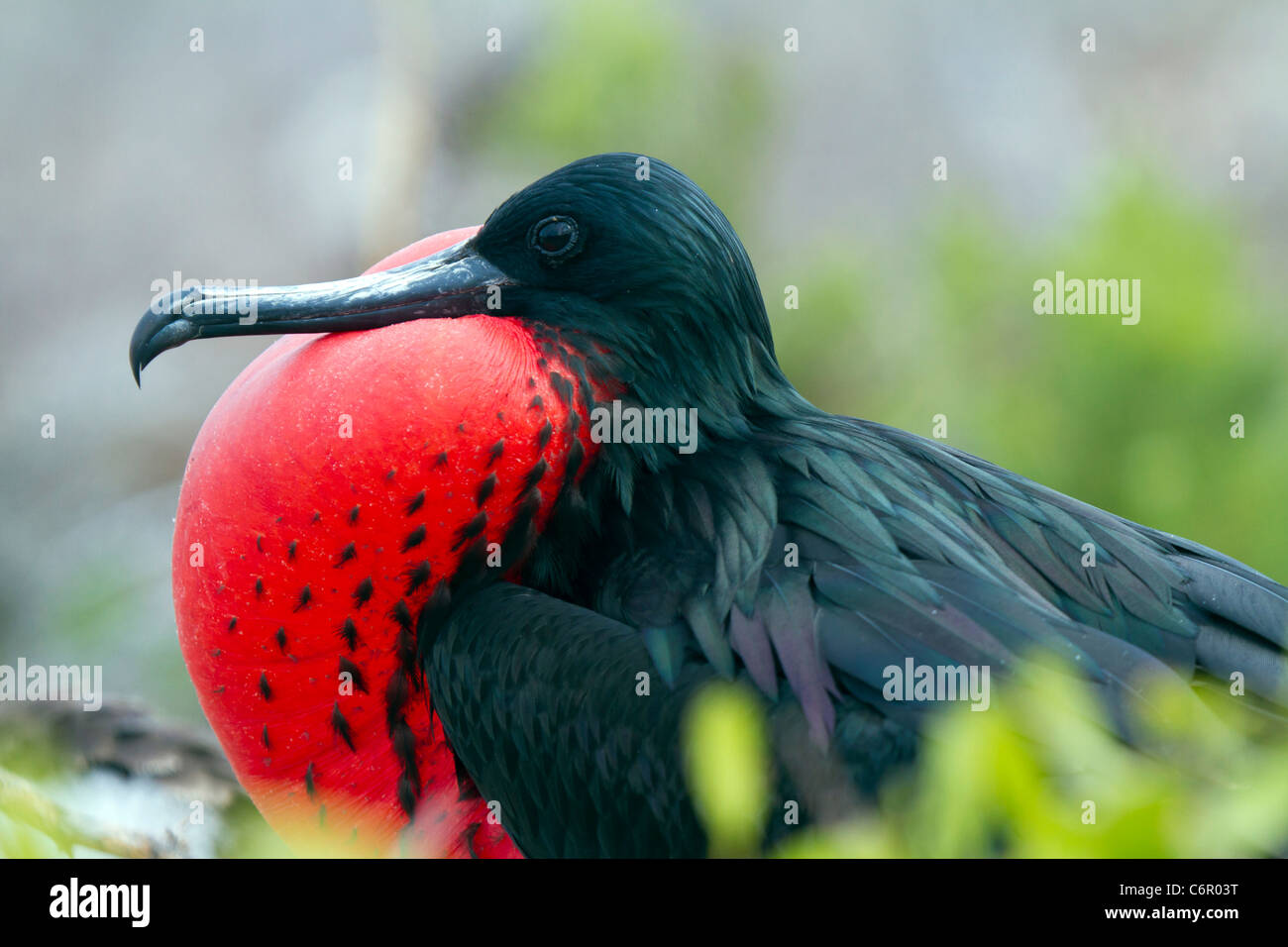 Male Magnificent Frigatebird (Fregata magnificens) displaying his red ...