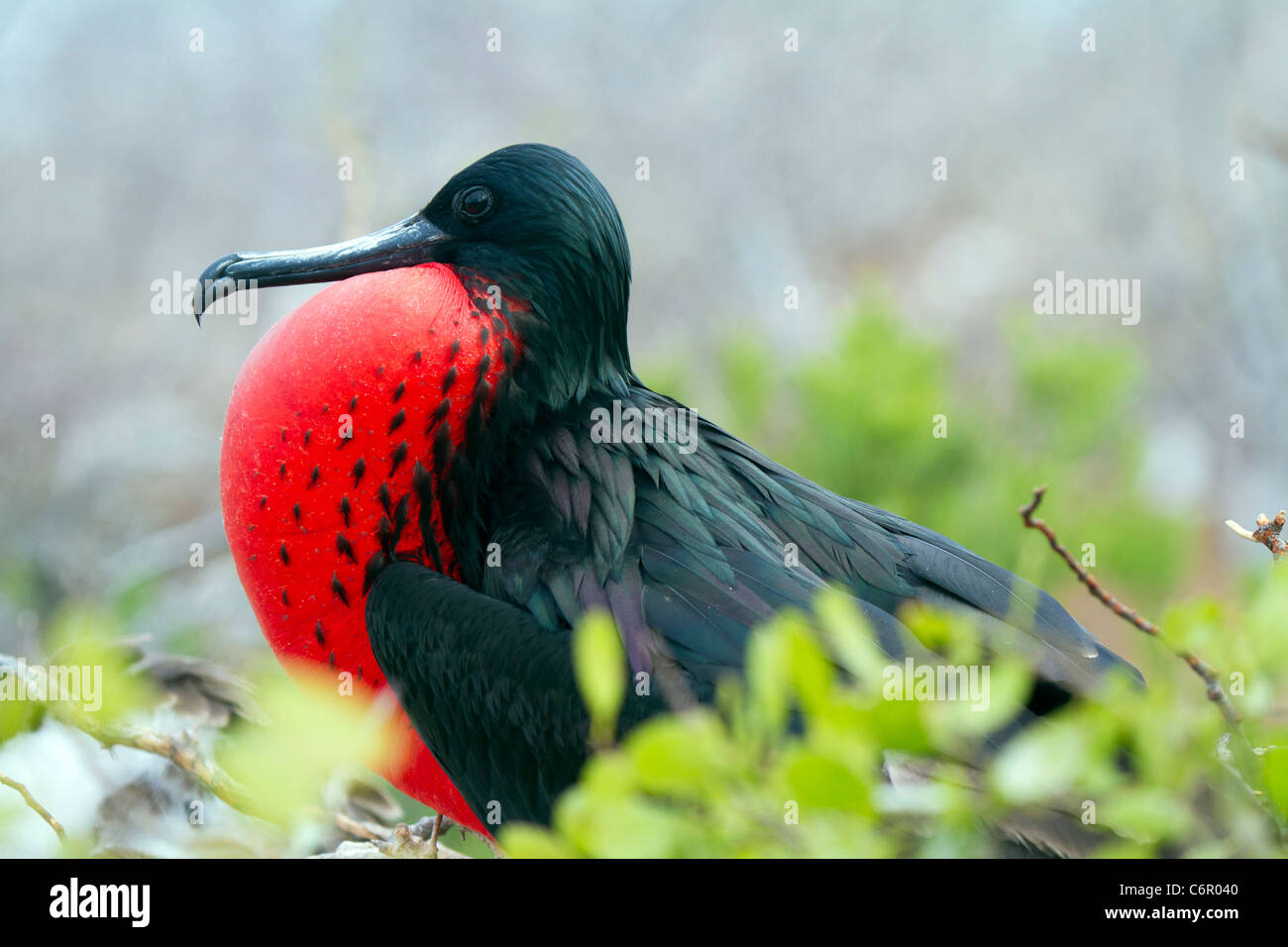Male Magnificent Frigatebird (Fregata magnificens) displaying his red ...