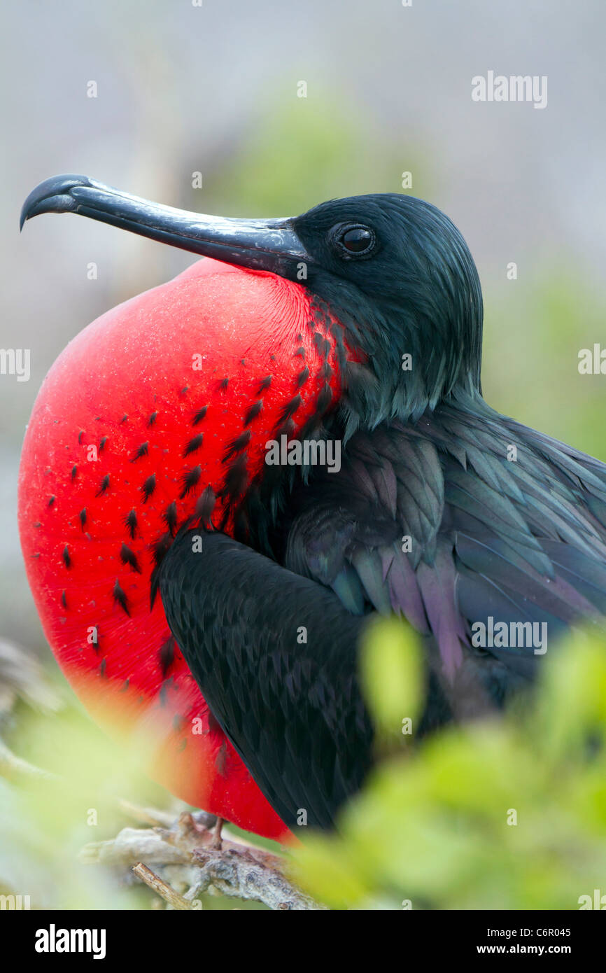 Male frigate bird displaying hi-res stock photography and images - Alamy