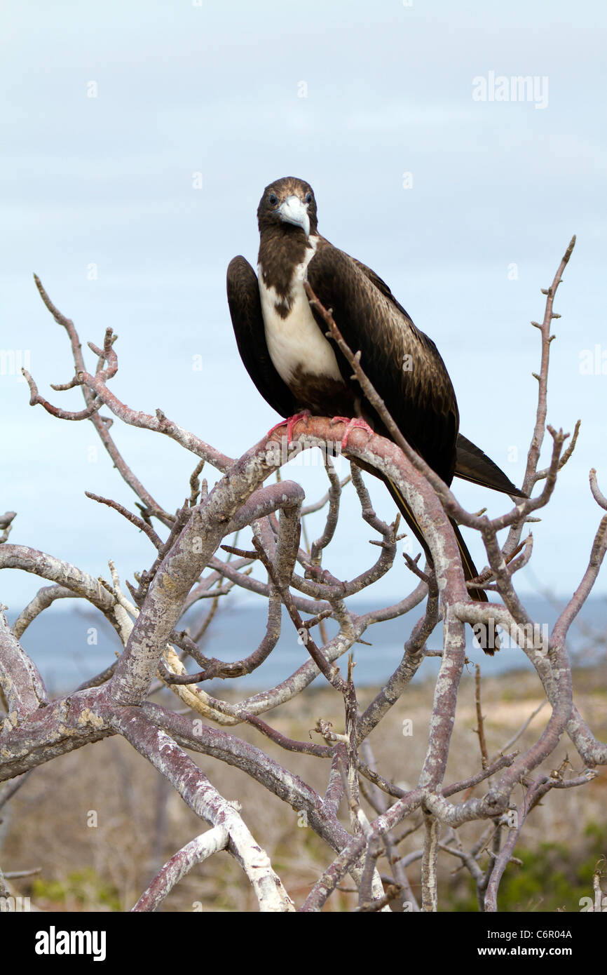 Female great frigate bird perched on tree at North Seymour Island ...
