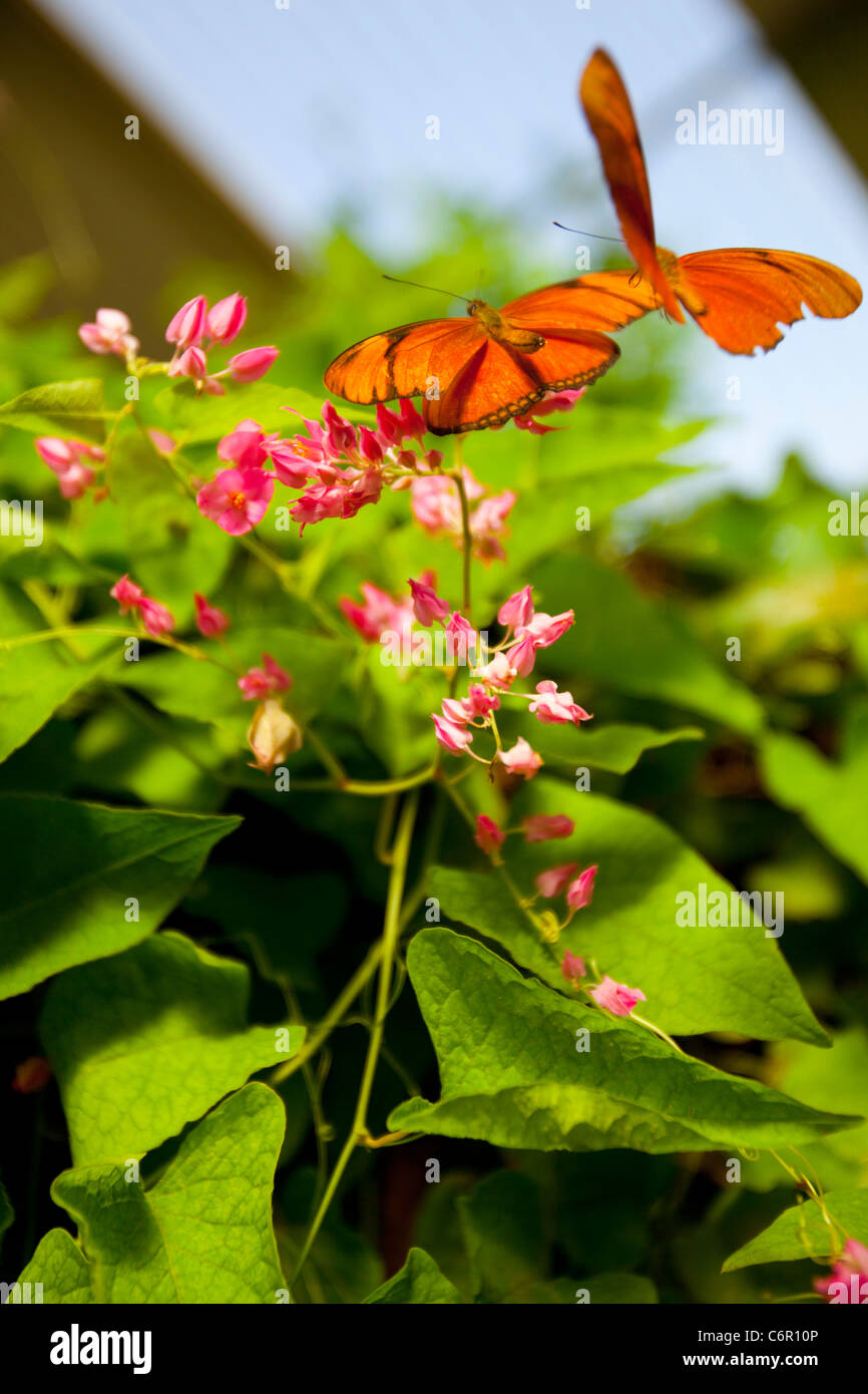 Orange Flame Butterfly's flying around the pink flowers at Butterfly ...