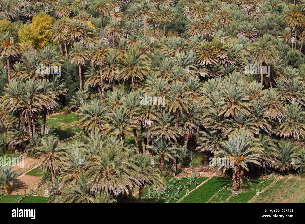 Oasis in Morocco Stock Photo - Alamy