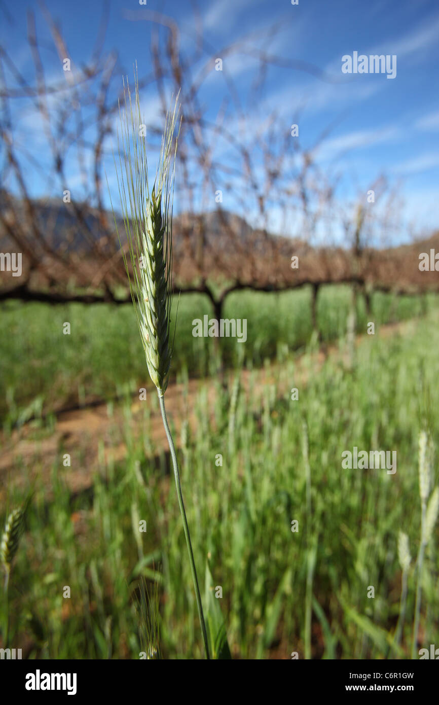 Wheat and vines hi-res stock photography and images - Alamy