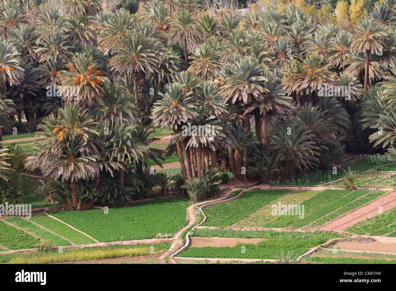 Oasis in Morocco Stock Photo - Alamy