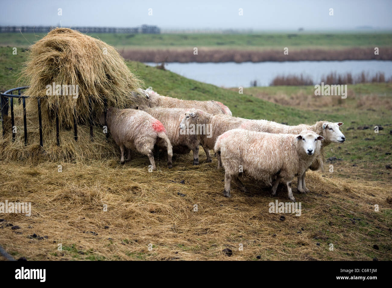 Sheep produce wool hi-res stock photography and images - Alamy