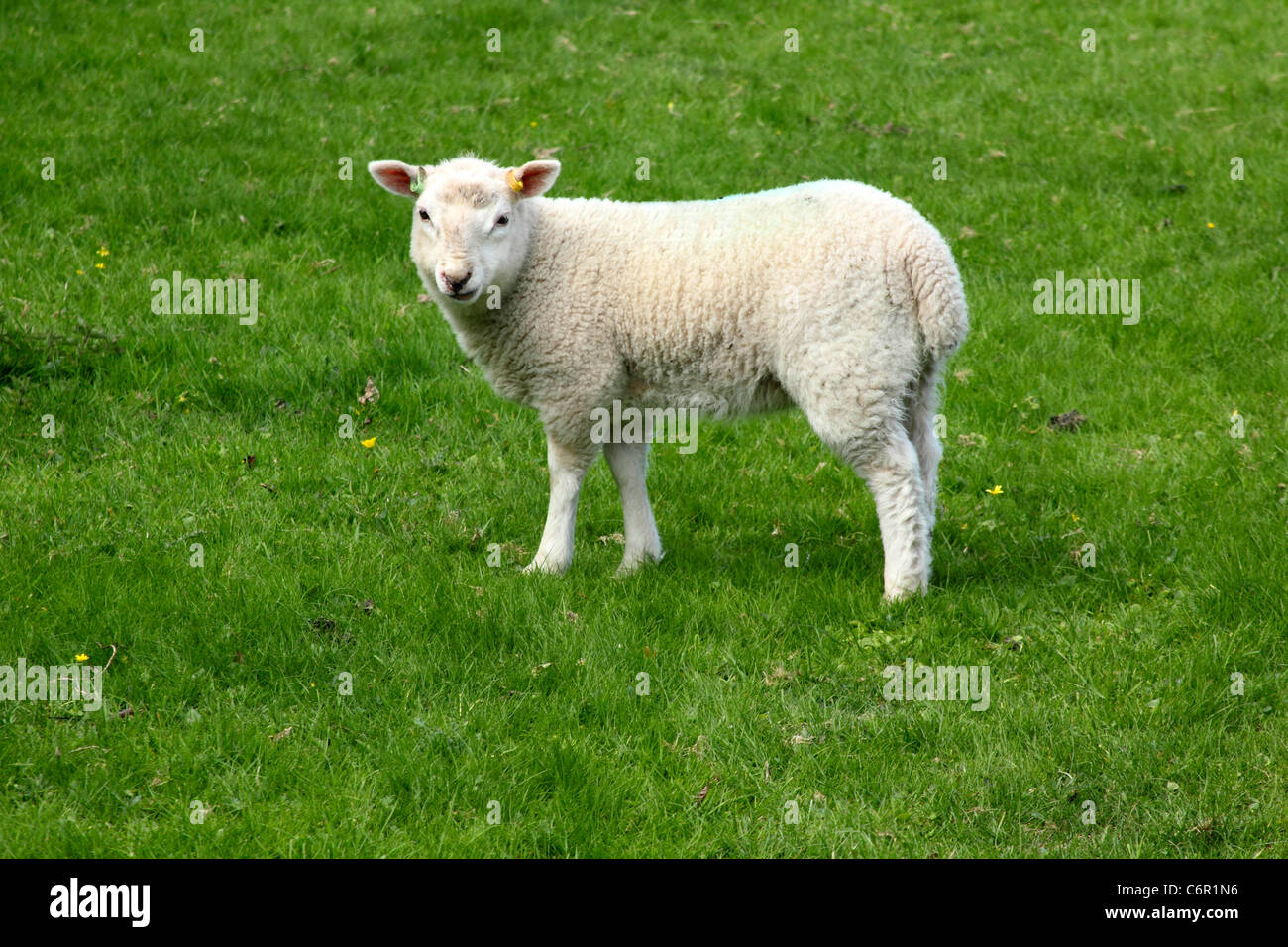 Welsh lamb in green grass field Stock Photo - Alamy