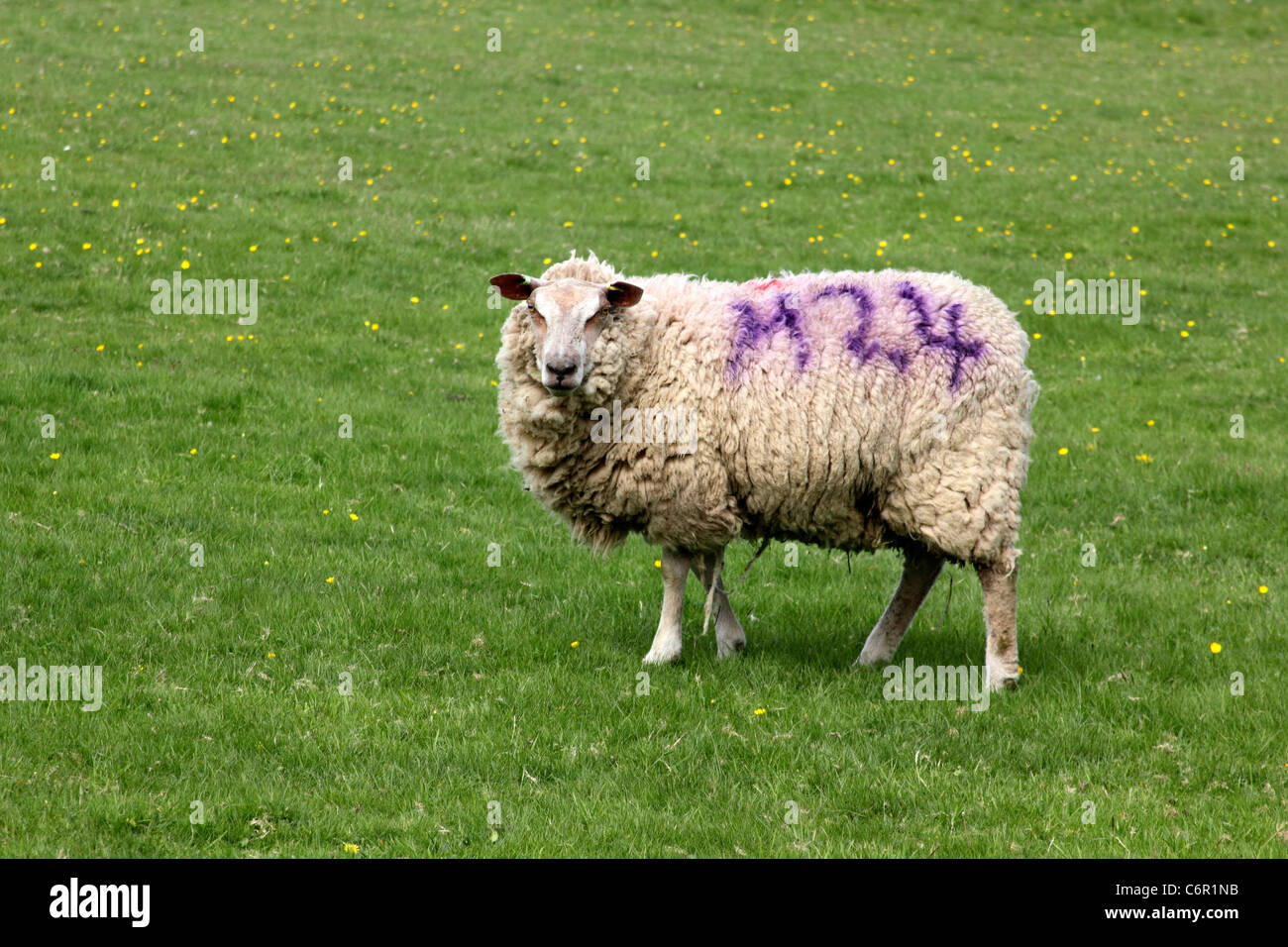 Welsh sheep hi-res stock photography and images - Alamy