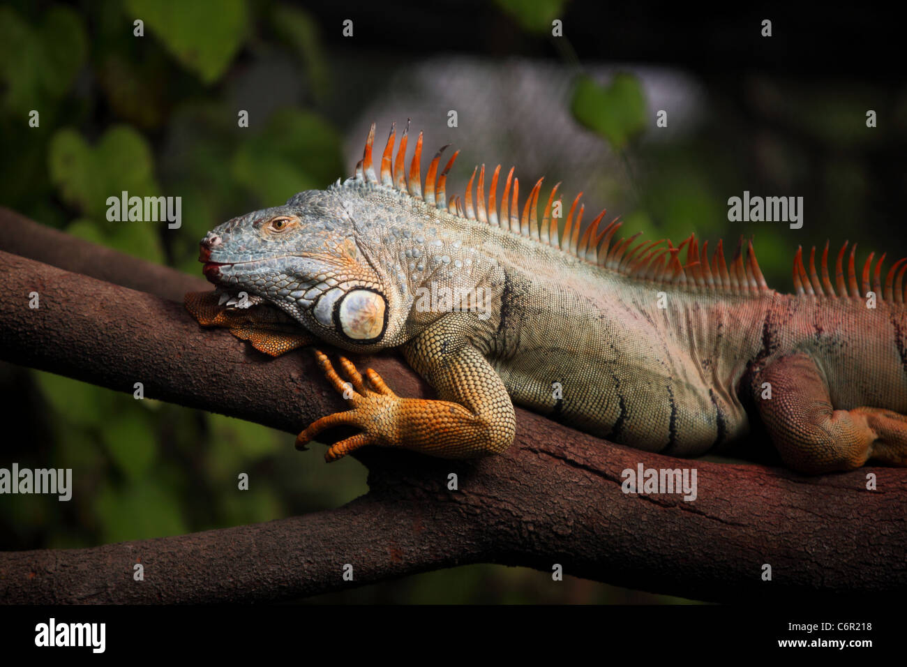 Green iguana tree hi-res stock photography and images - Alamy