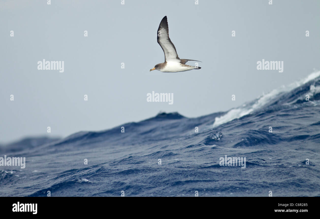 Corys Shearwater Diomeda calonectris in flight at sea over waves Stock ...