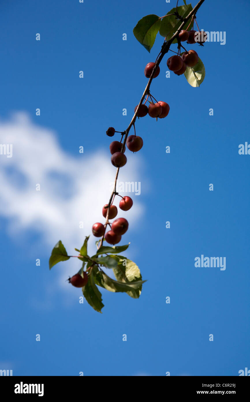 Crabapple branch hi-res stock photography and images - Alamy