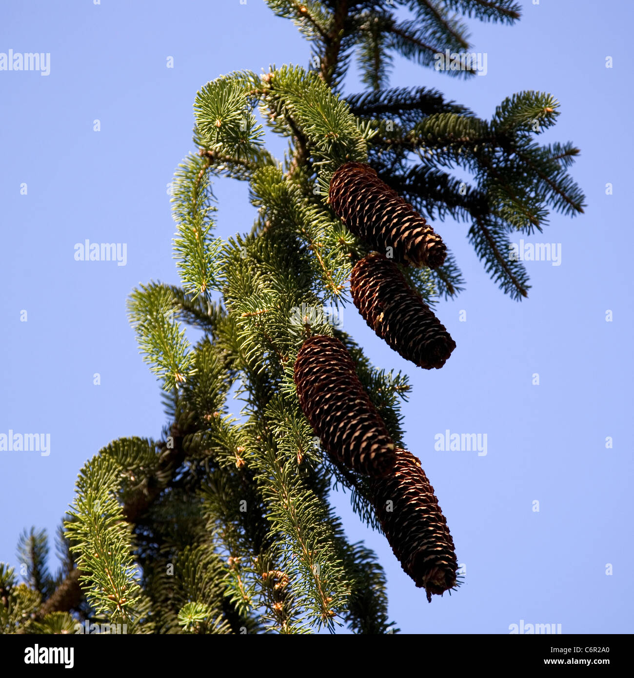 Spruce tree with cones Stock Photo - Alamy