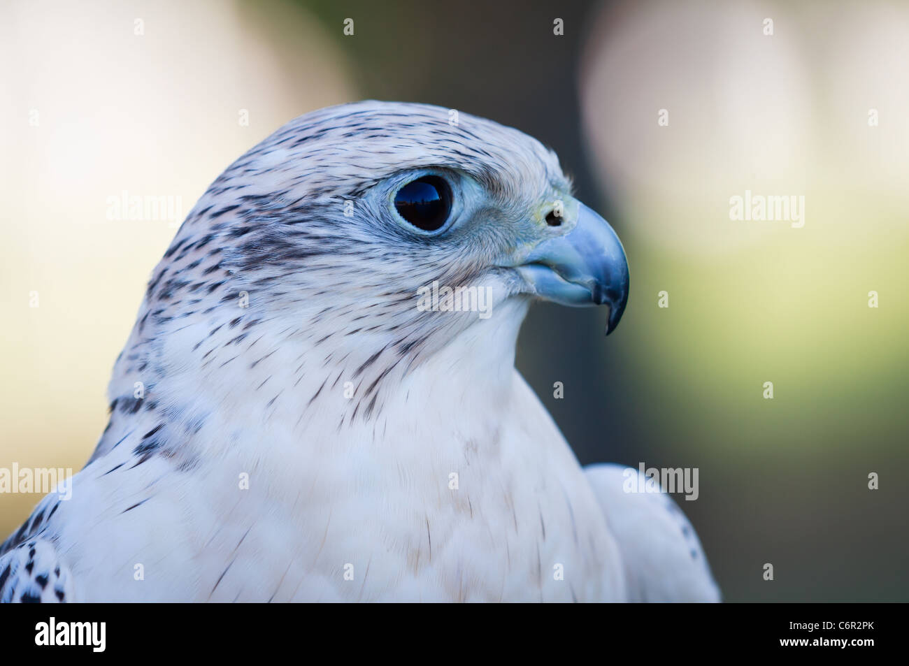 Falcon heads hi-res stock photography and images - Alamy