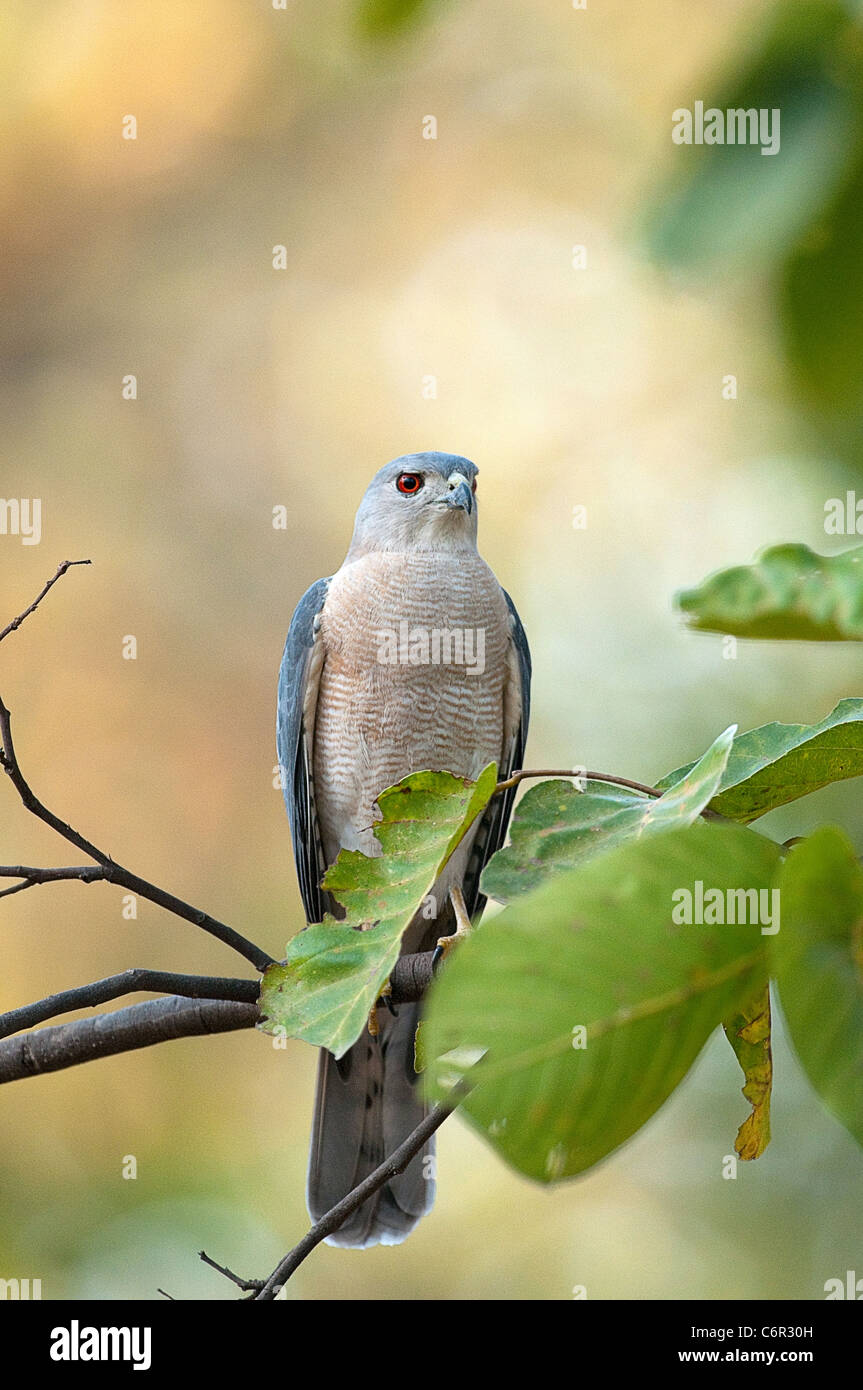 Shikra hi-res stock photography and images - Alamy