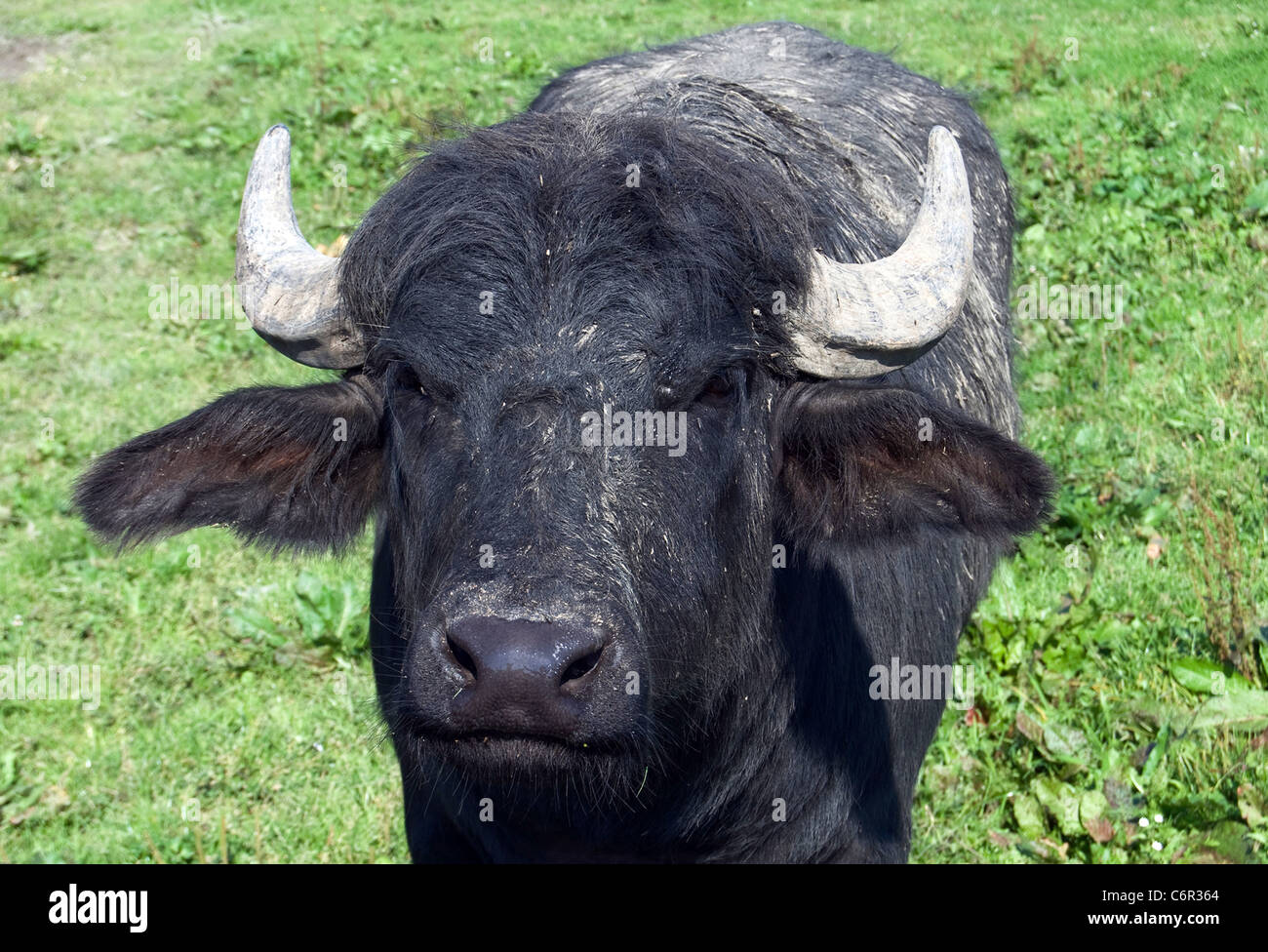 look of black bull Stock Photo - Alamy
