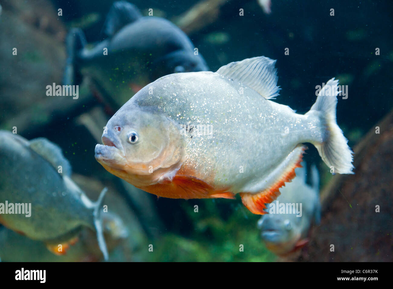 Piranha hi-res stock photography and images - Alamy