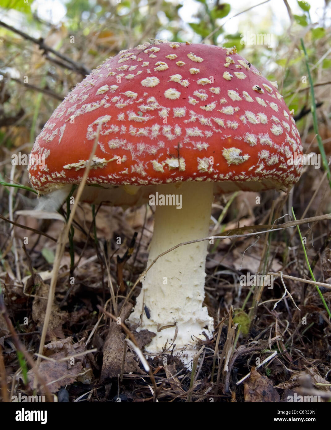 Green Death Cap Mushroom High Resolution Stock Photography and Images ...