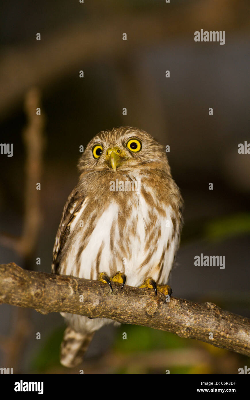 Ferruginous pygmy owl hi-res stock photography and images - Alamy