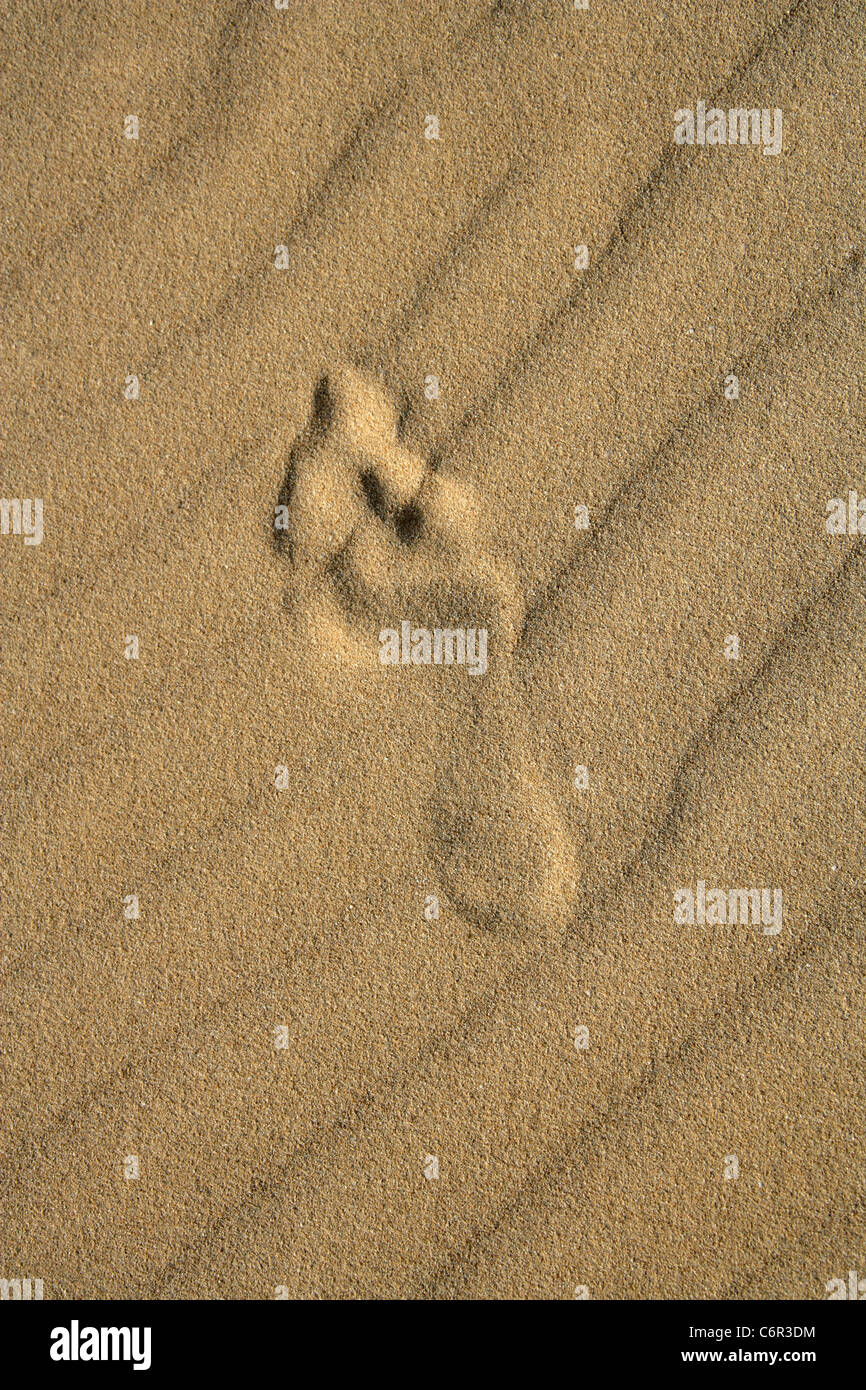 A Human Footprint in the Sand Stock Photo - Alamy
