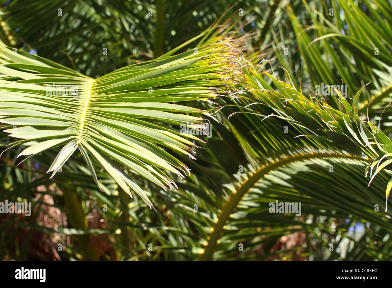 Tropical Green Palm Stock Photo - Alamy