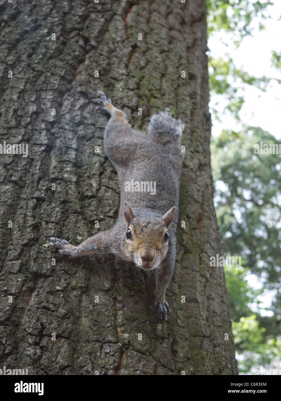 Grey squirrel tree hi-res stock photography and images - Alamy