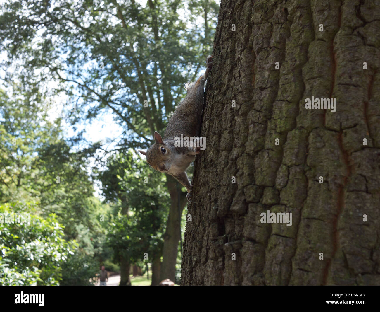 Grey squirrel climbing up tree hi-res stock photography and images - Alamy