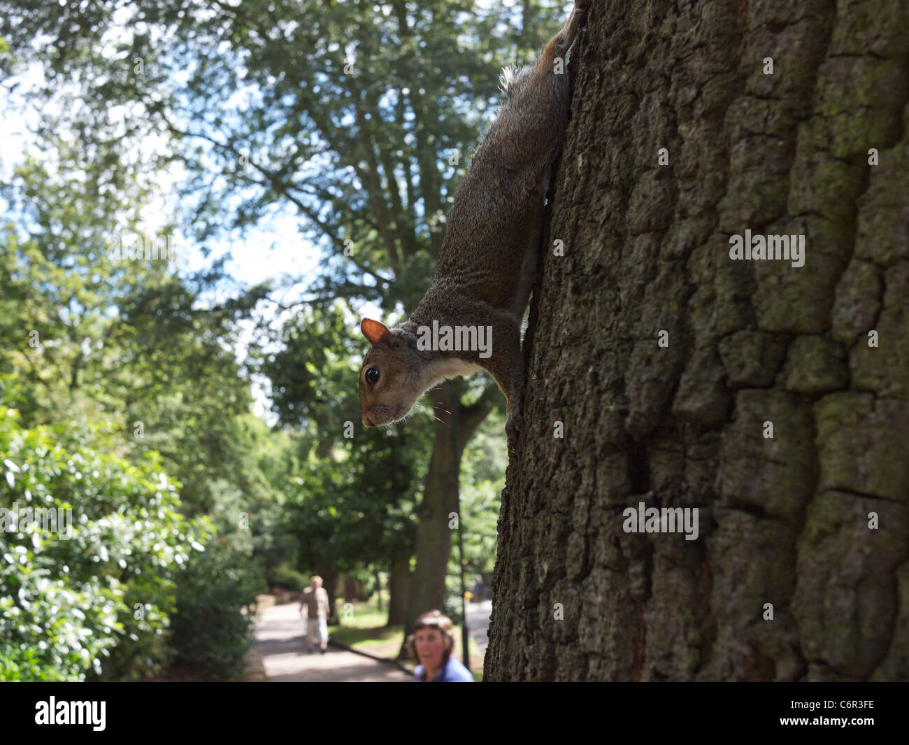 Grey Squirrel Up a Tree Stock Photo - Alamy