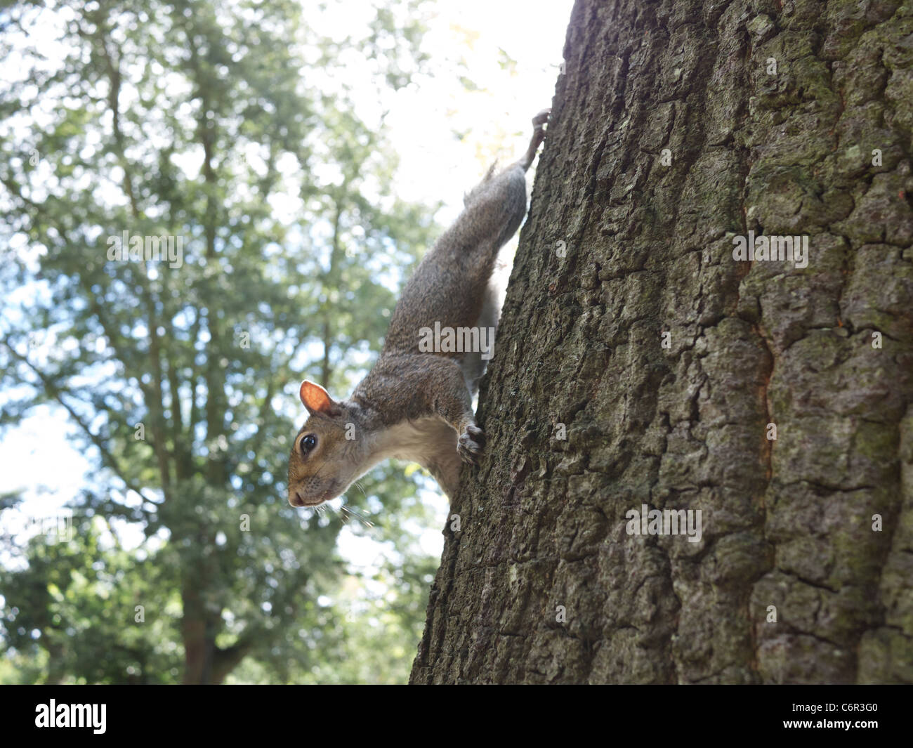 Grey squirrel tree hi-res stock photography and images - Alamy