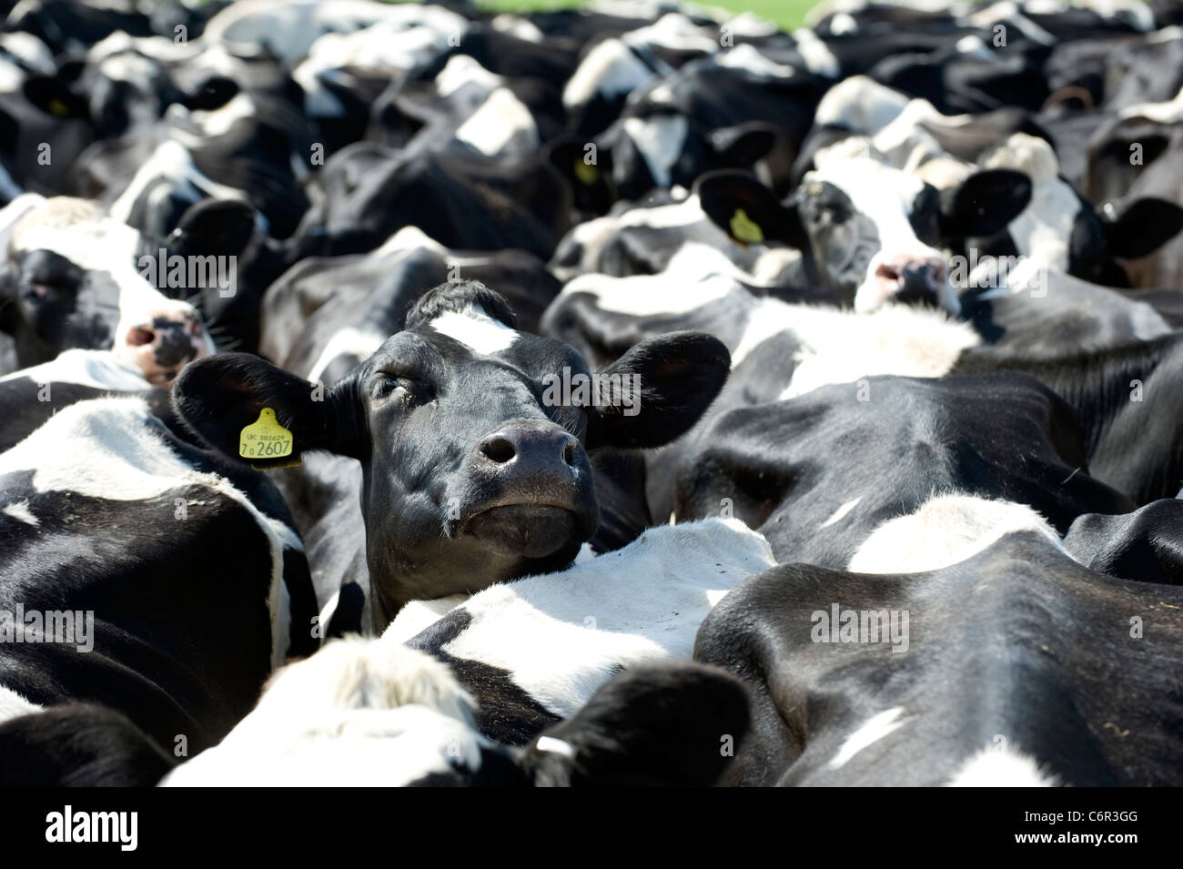 Cow ears hi-res stock photography and images - Alamy