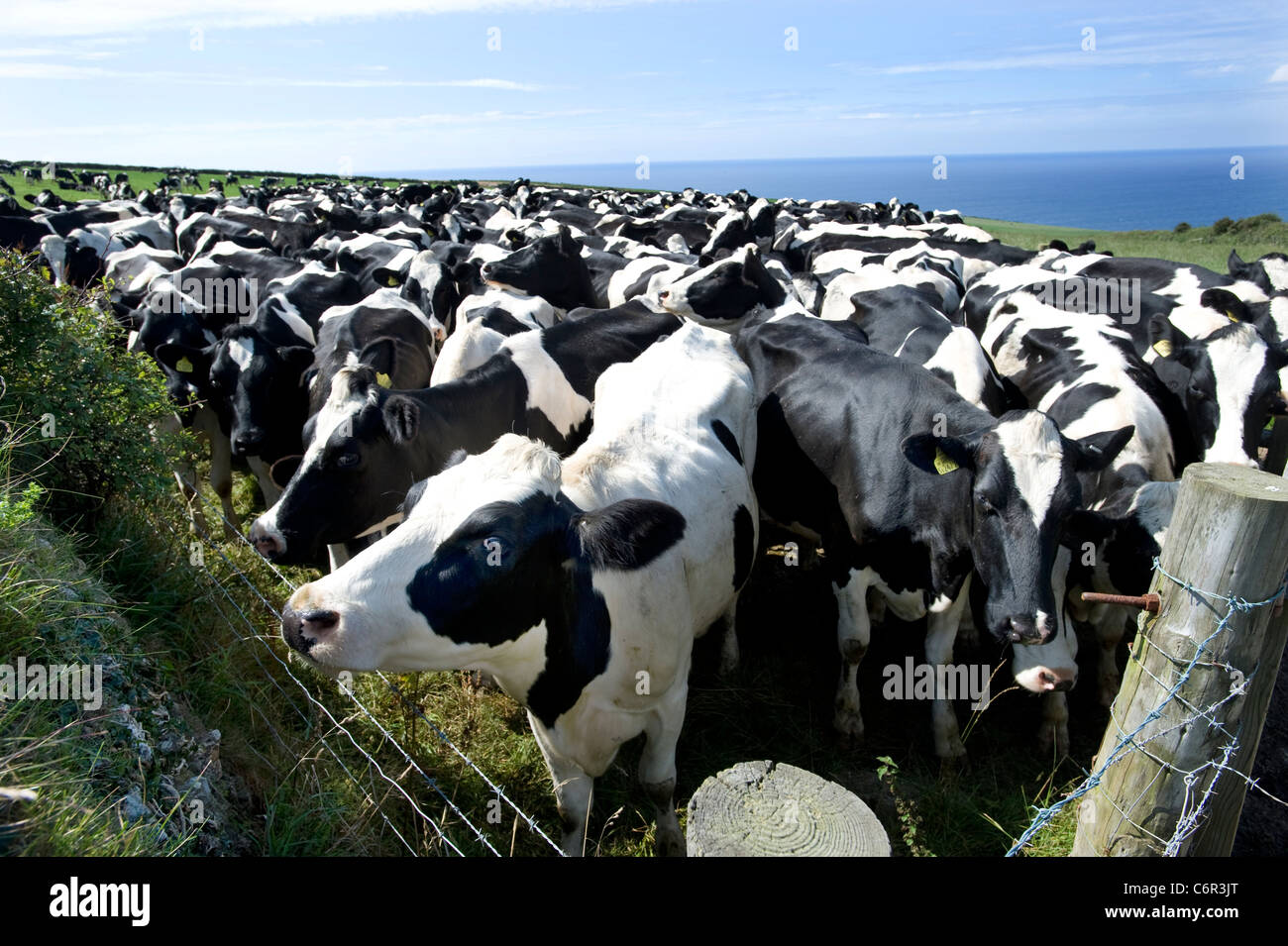 A herd of Black and White Friesian milking cows in the corner of a ...