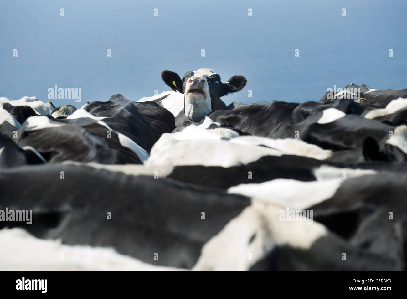 A tagged Friesian cow lowing from the centre of a herd Stock Photo - Alamy