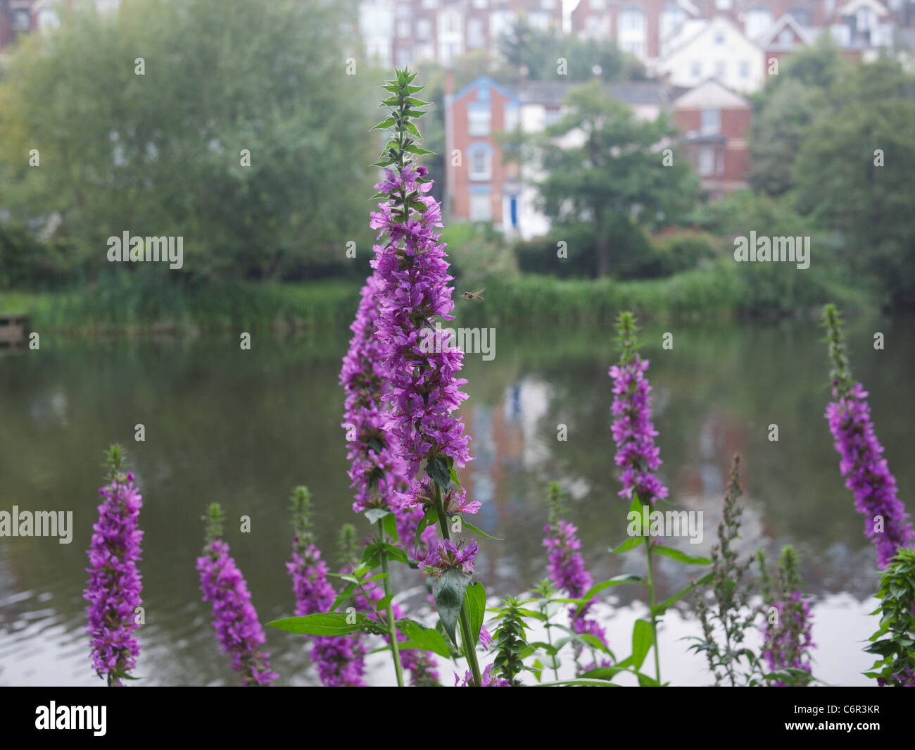 Exeter Bank High Resolution Stock Photography and Images - Alamy