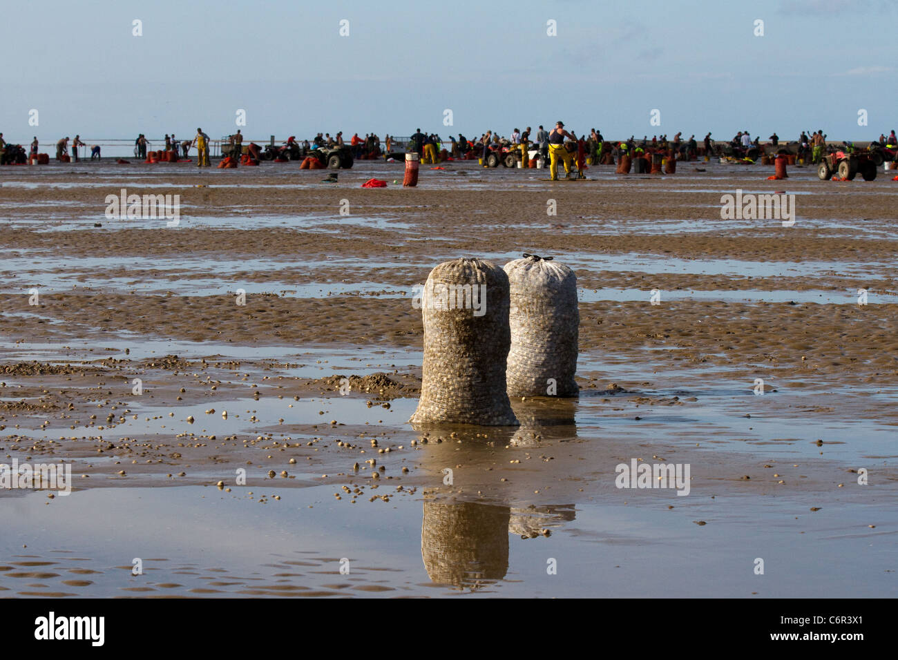 Cockle bags hi-res stock photography and images - Alamy