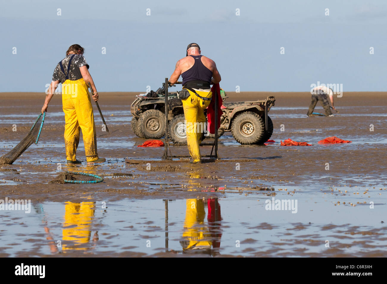Groups of men Ribble Estuary Cockling at the opening of the Beach at ...
