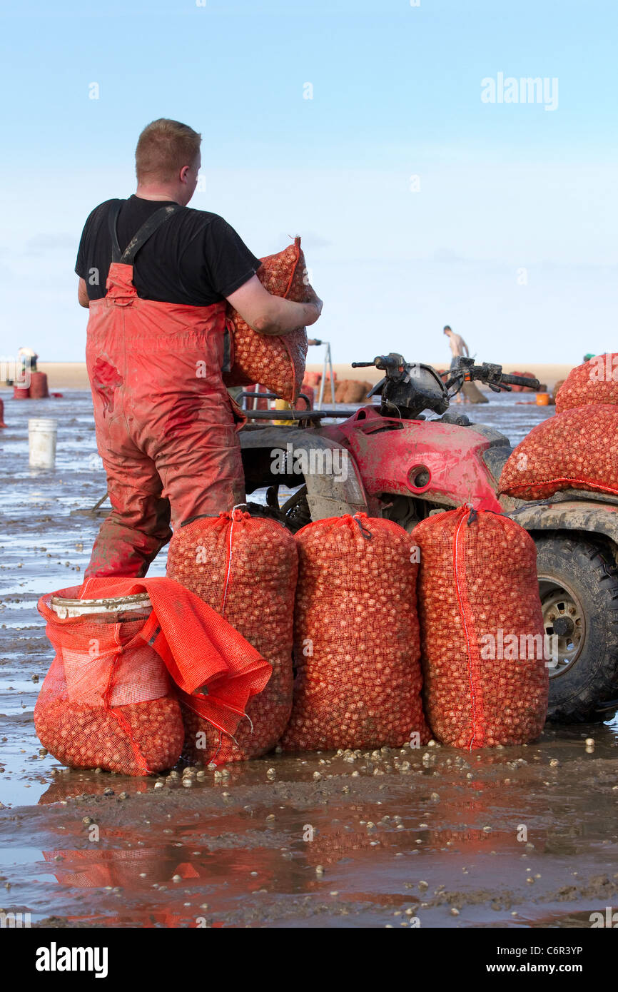 Groups of men Ribble Estuary Cockling at the opening of the Beach at ...