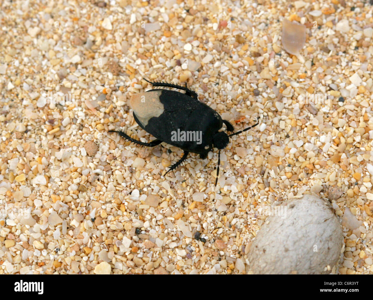 Burrowing Bug, Cydnus aterrimus, Cydnidae, Heteroptera, Hemiptera ...