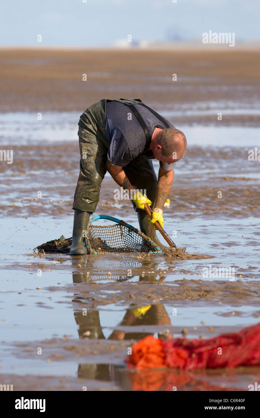 Groups of men Ribble Estuary Cockling at the opening of the Beach at ...
