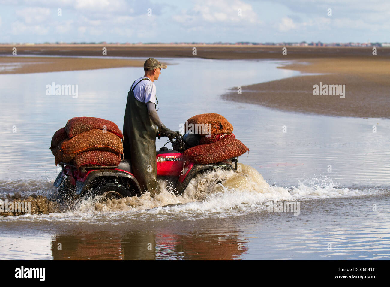 Groups of men Ribble Estuary Cockling at the opening of the Beach at ...